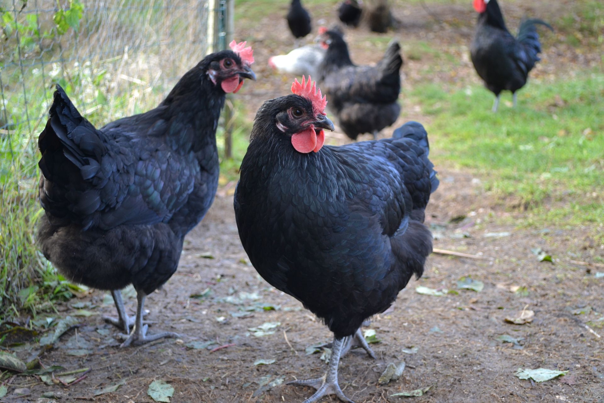 Les Saperlipoulettes | Élevage de Poules de Races