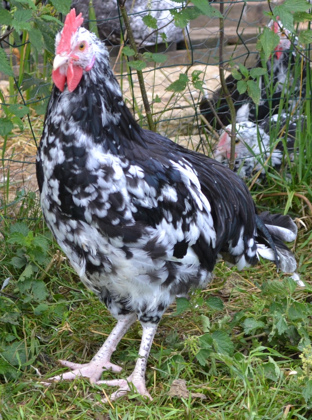 Les Saperlipoulettes | Élevage de Poules de Races